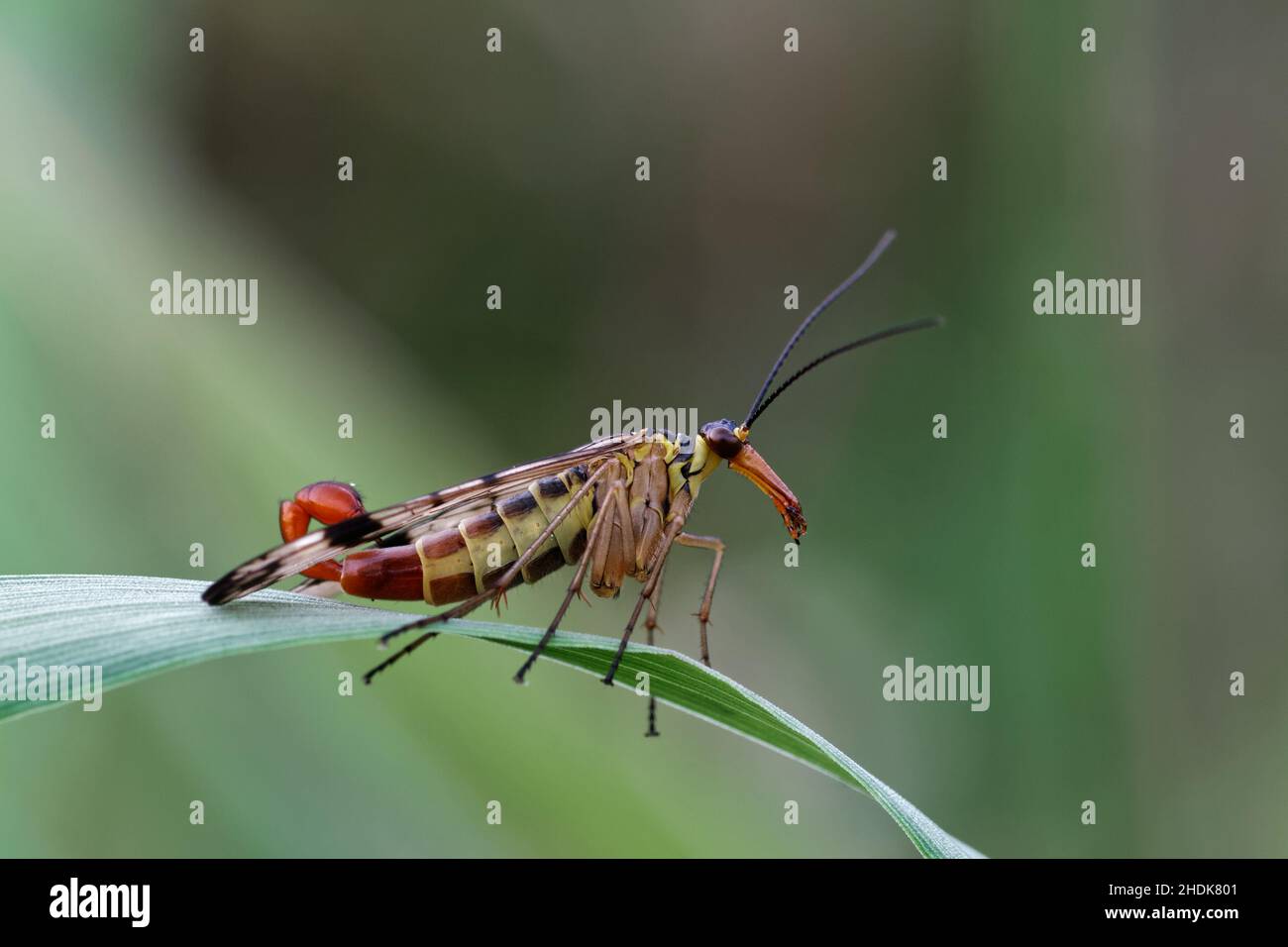 scorpionflies, Mecoptera, scorpionflie Stock Photo - Alamy