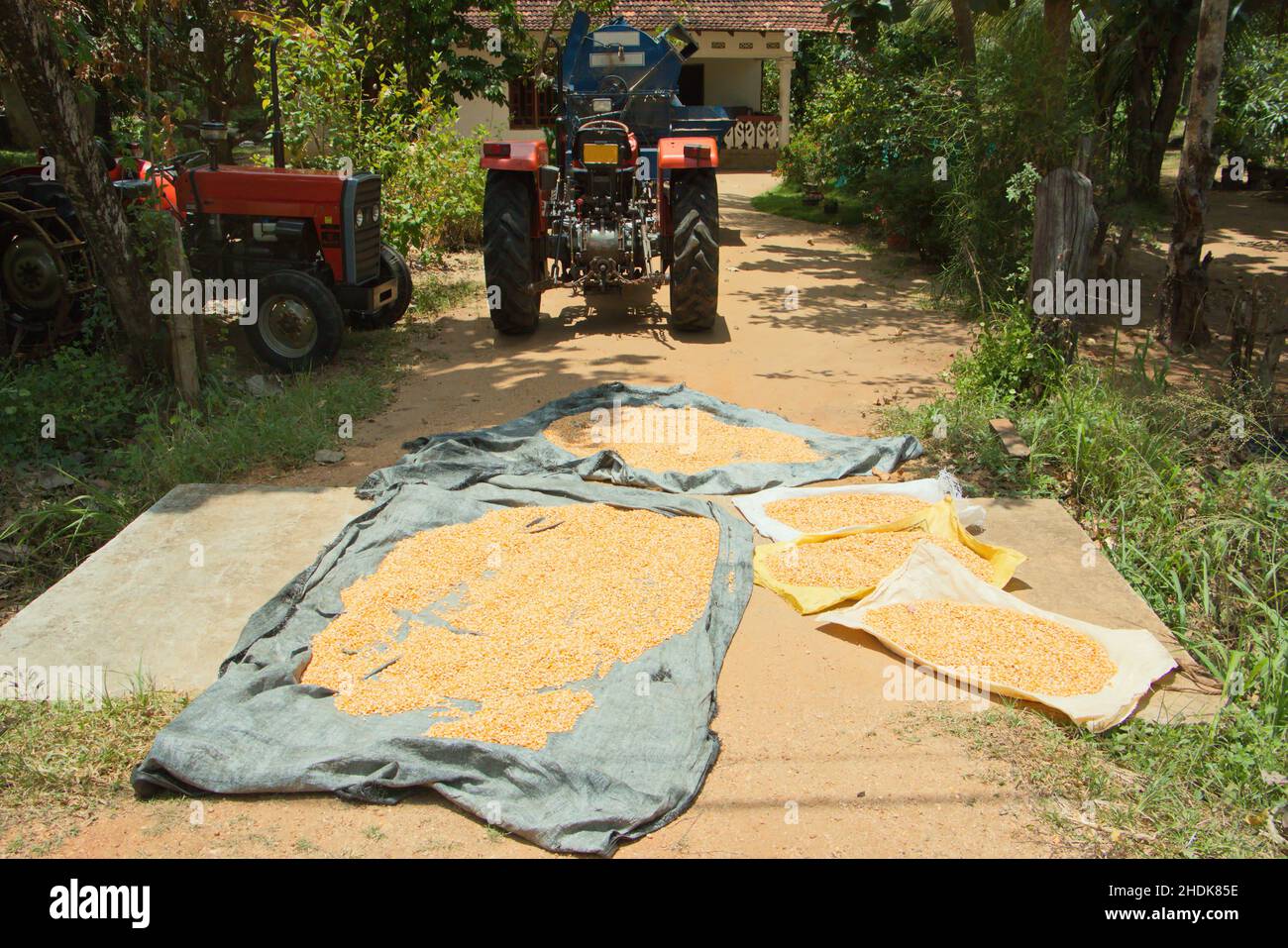 drying, maize, sri lanka, dry, dryings, corn crops, sri lankas Stock ...