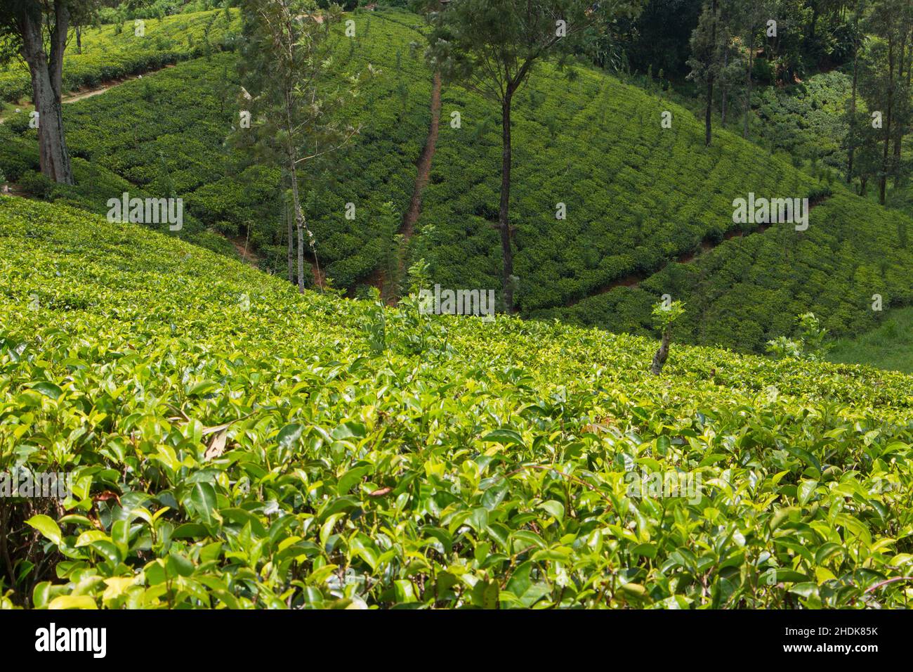 tea plantation, tea plant, tea cultivation, tea crop, tea plantations ...