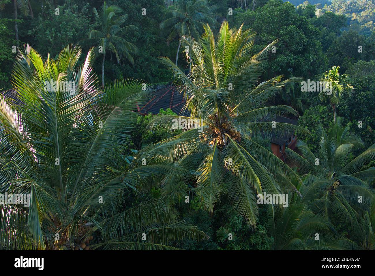 coconut palm tree, palm forest, coconut palm trees, palm forests Stock ...