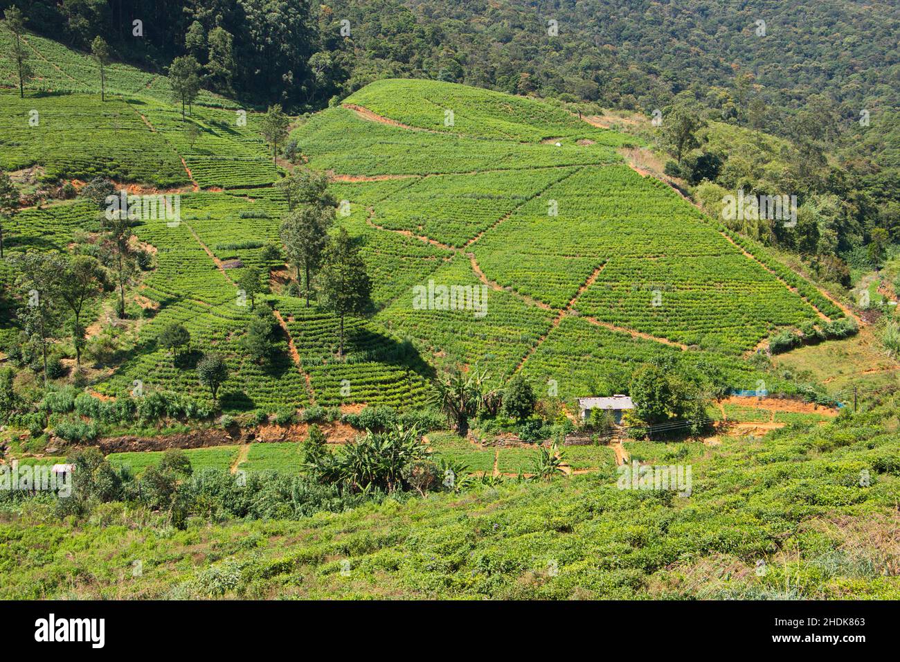 tea plantation, tea crop, tea plantations Stock Photo - Alamy