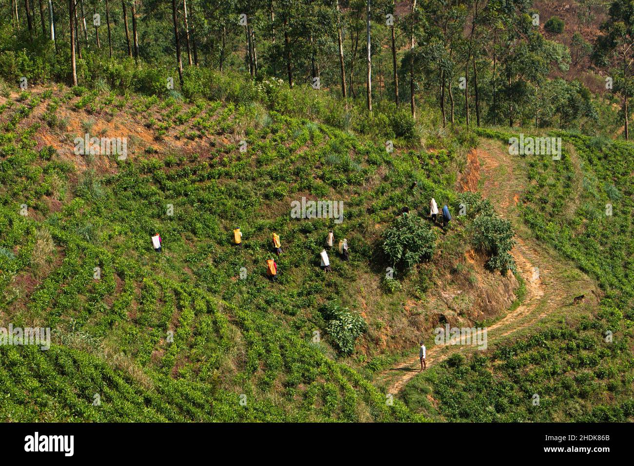 tea cultivation, tea picker, tea cultivations Stock Photo - Alamy