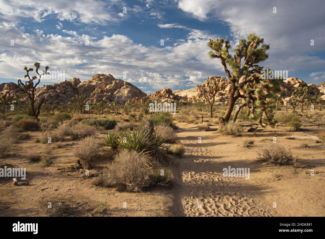 trail, joshua tree national park, trails, joshua tree national parks ...