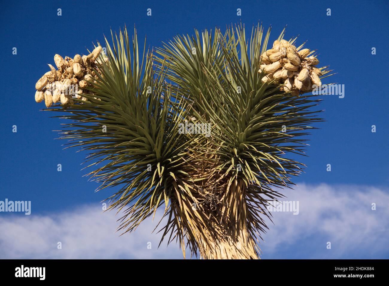Scenery nature joshua tree hi-res stock photography and images - Alamy