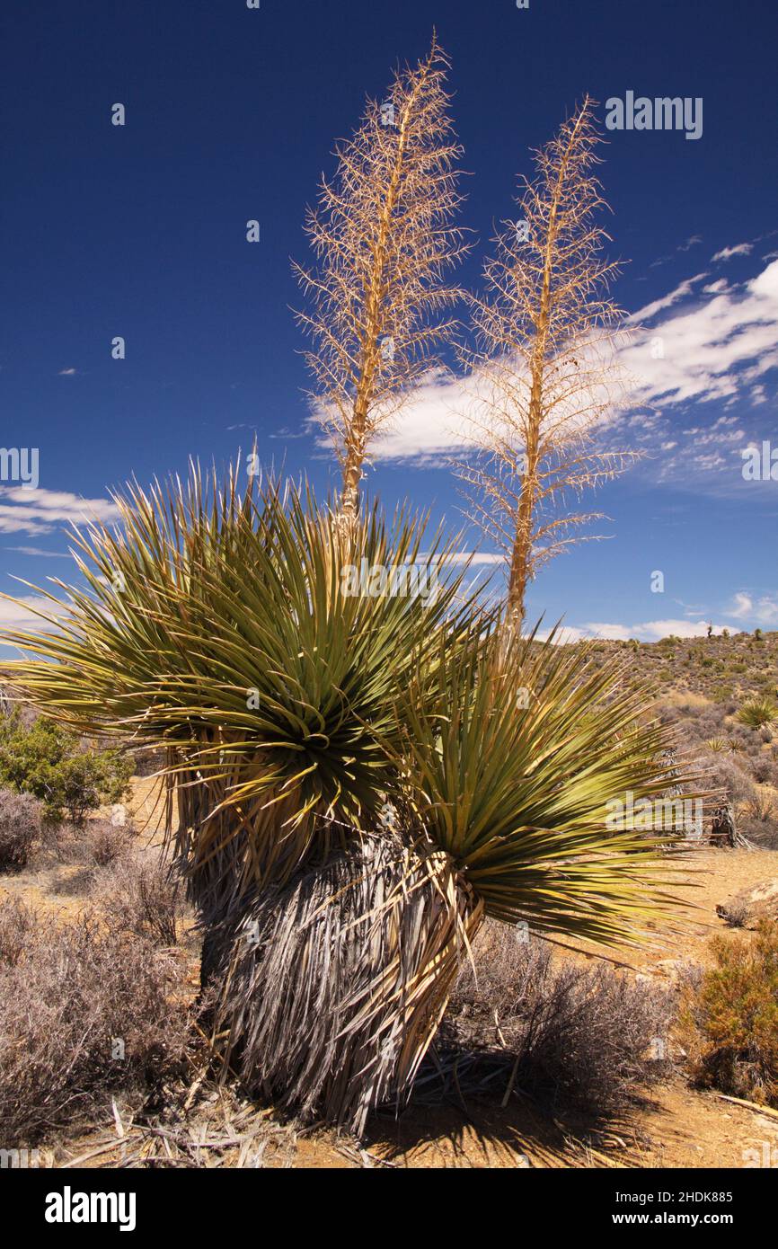 yucca schidigera, mojave yucca Stock Photo - Alamy