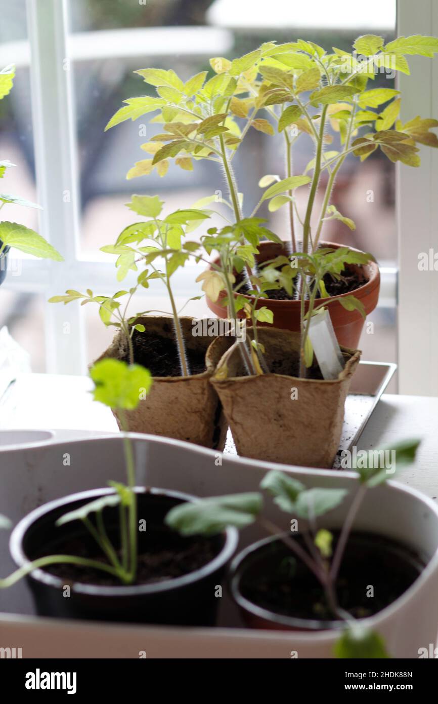 tomato plant, window sill, cultivation, tomato plants, window sills ...