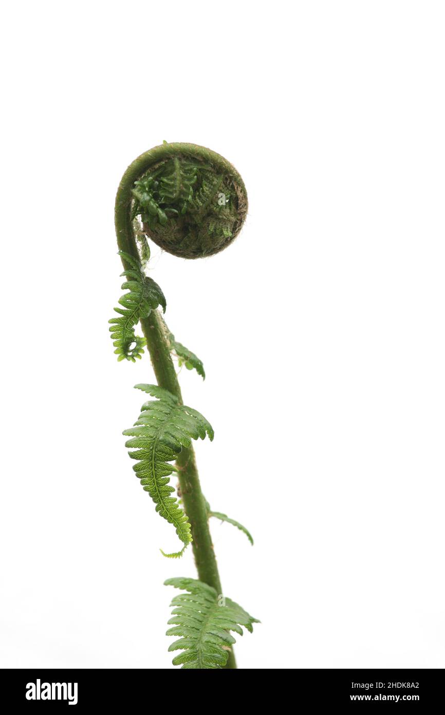 Leaf unfolding hi-res stock photography and images - Alamy