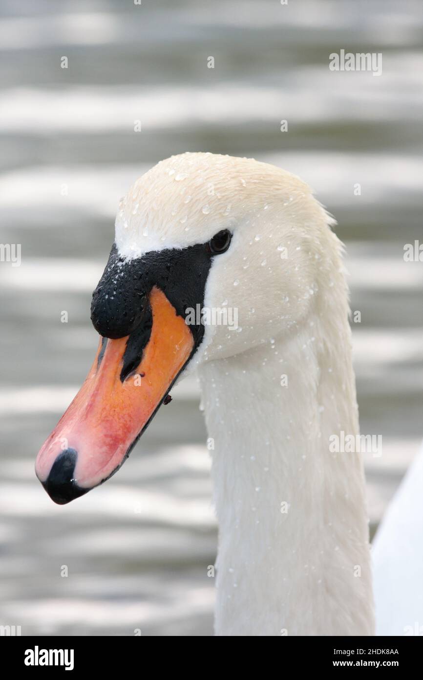 Bird heads hi-res stock photography and images - Alamy