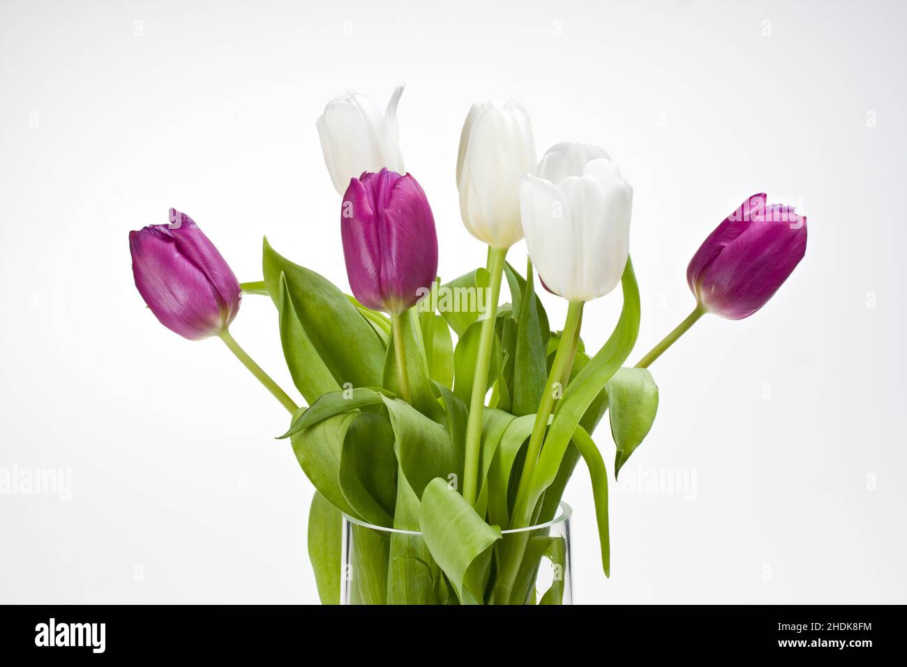 tulip, bouquet, spring, tulips, bouquets Stock Photo - Alamy