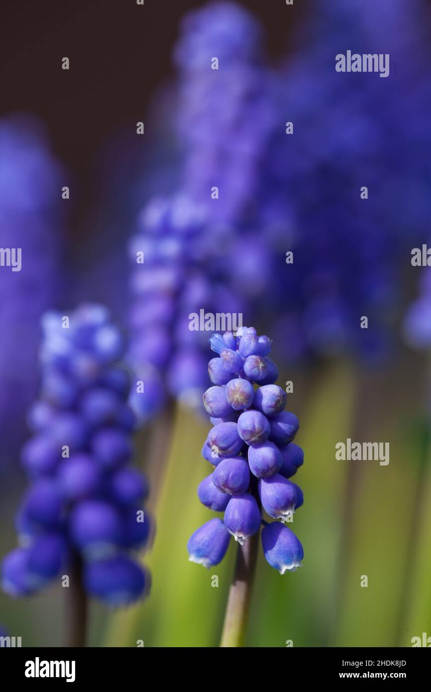 grape hyacinth, hyacinth, grape hyacinths, hyacinths Stock Photo - Alamy