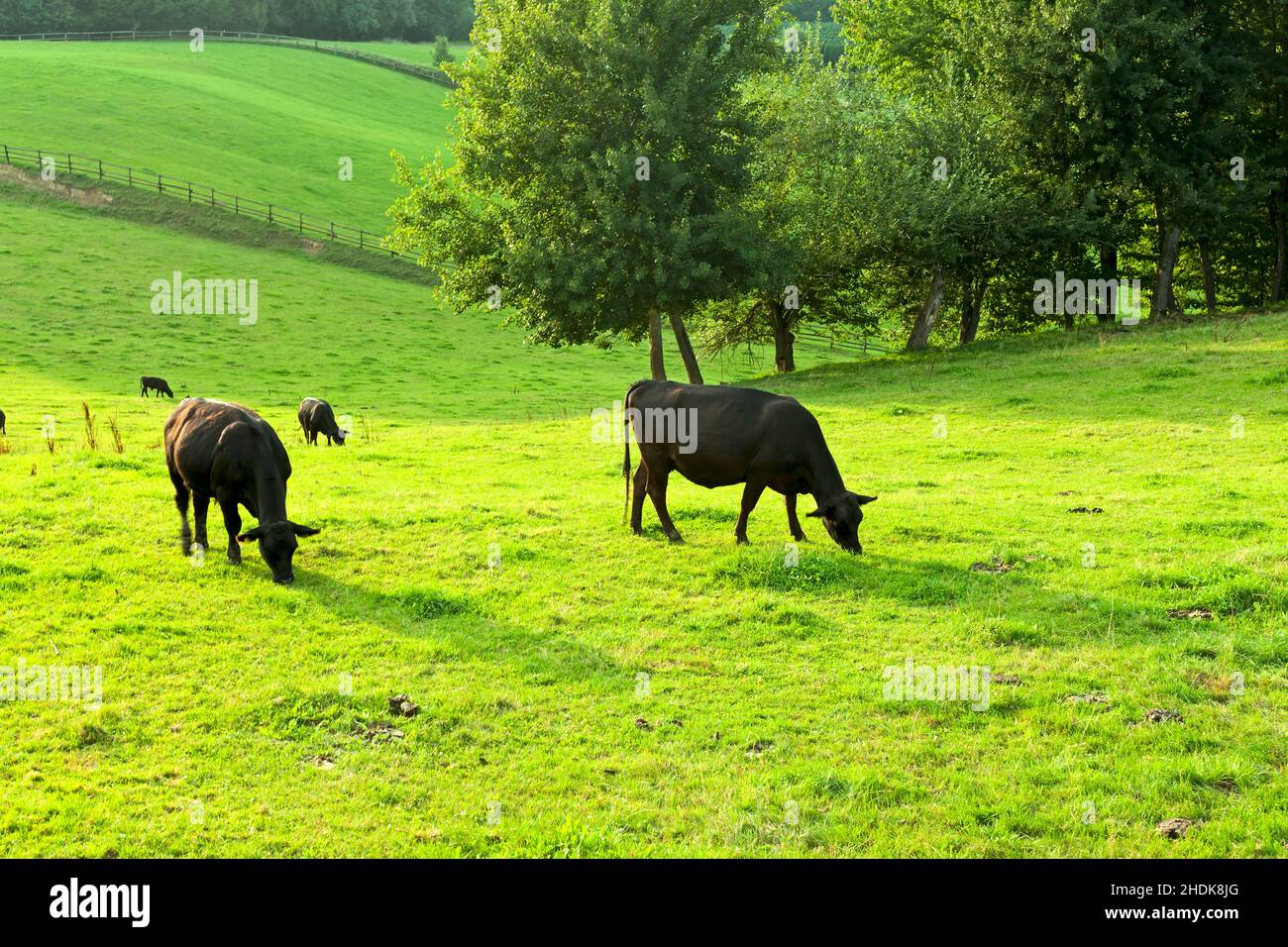 cow, cow paddock, cows, cow paddocks Stock Photo - Alamy