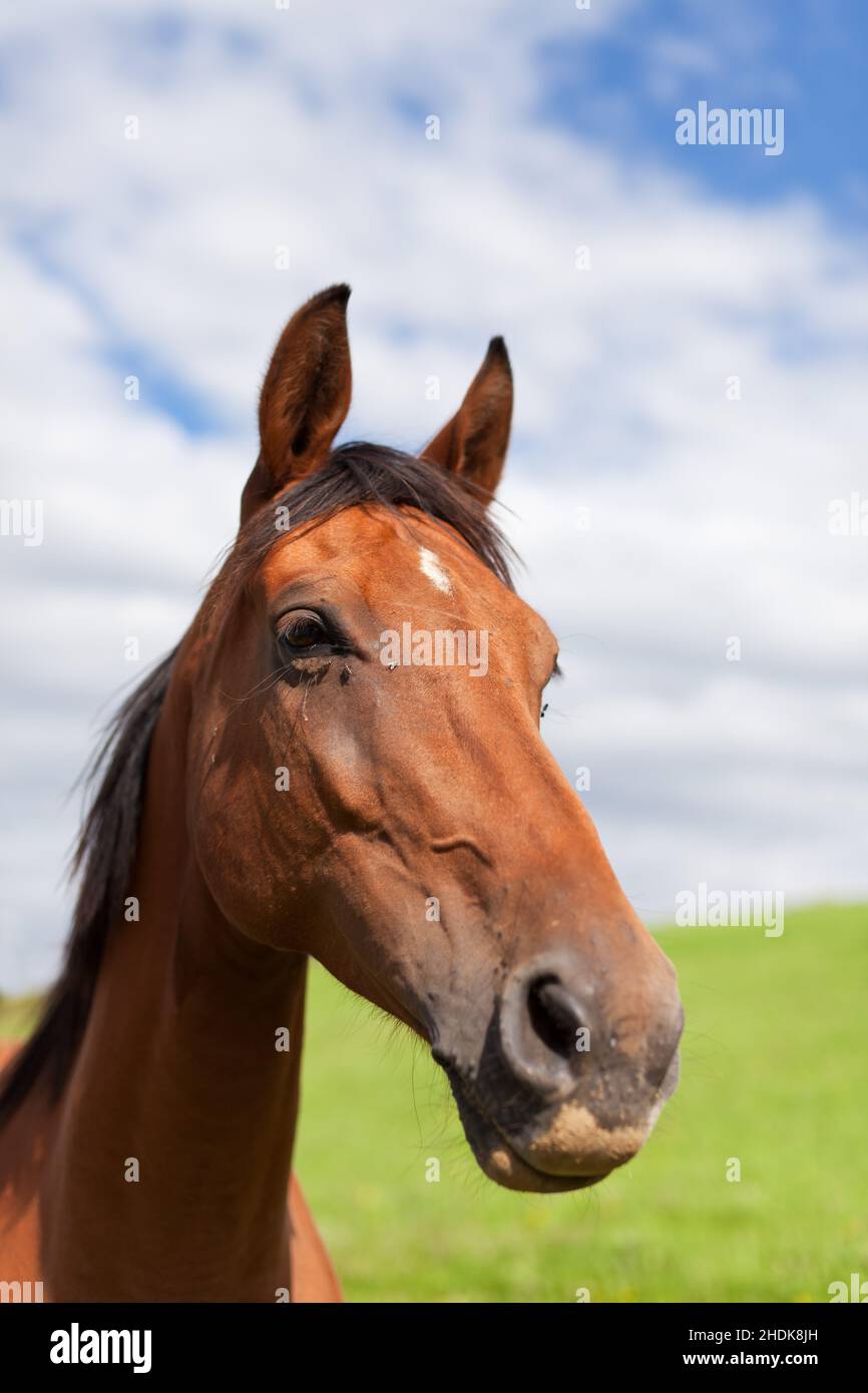 animal portrait, horse, animal portraits, horses Stock Photo - Alamy
