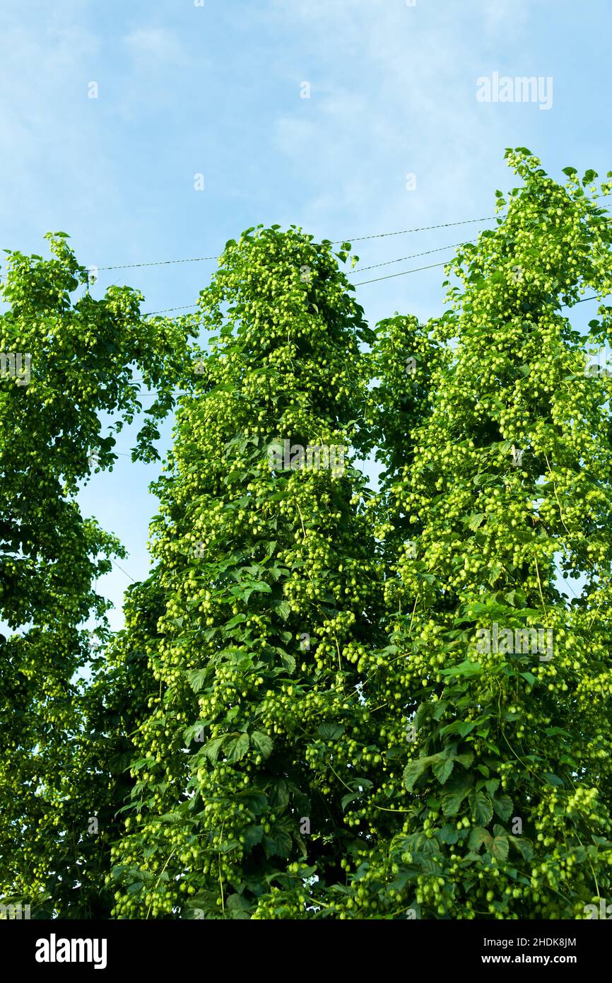 hop, hop field, hop crop, hops, hop fields, hop crops Stock Photo - Alamy