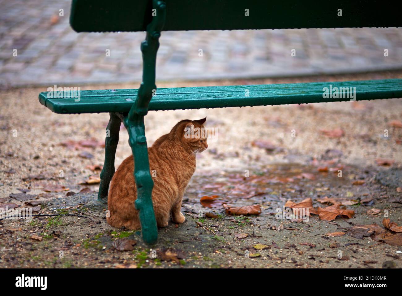 cat, bench, squatter, cats, benchs, squatters Stock Photo - Alamy
