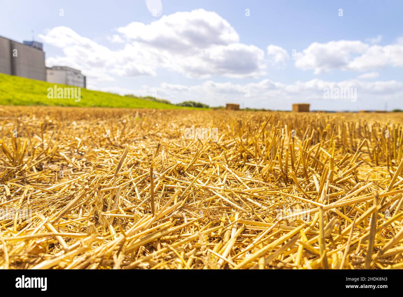 A wheat field that has been freshly cut and piles of wheat lay piled ...
