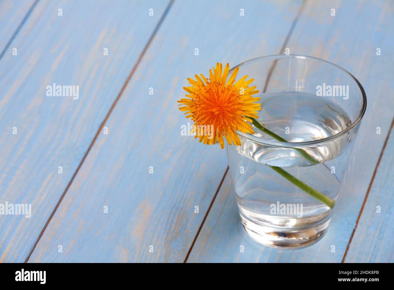 dandelion, water, dandelions, löwenzahn font Stock Photo - Alamy