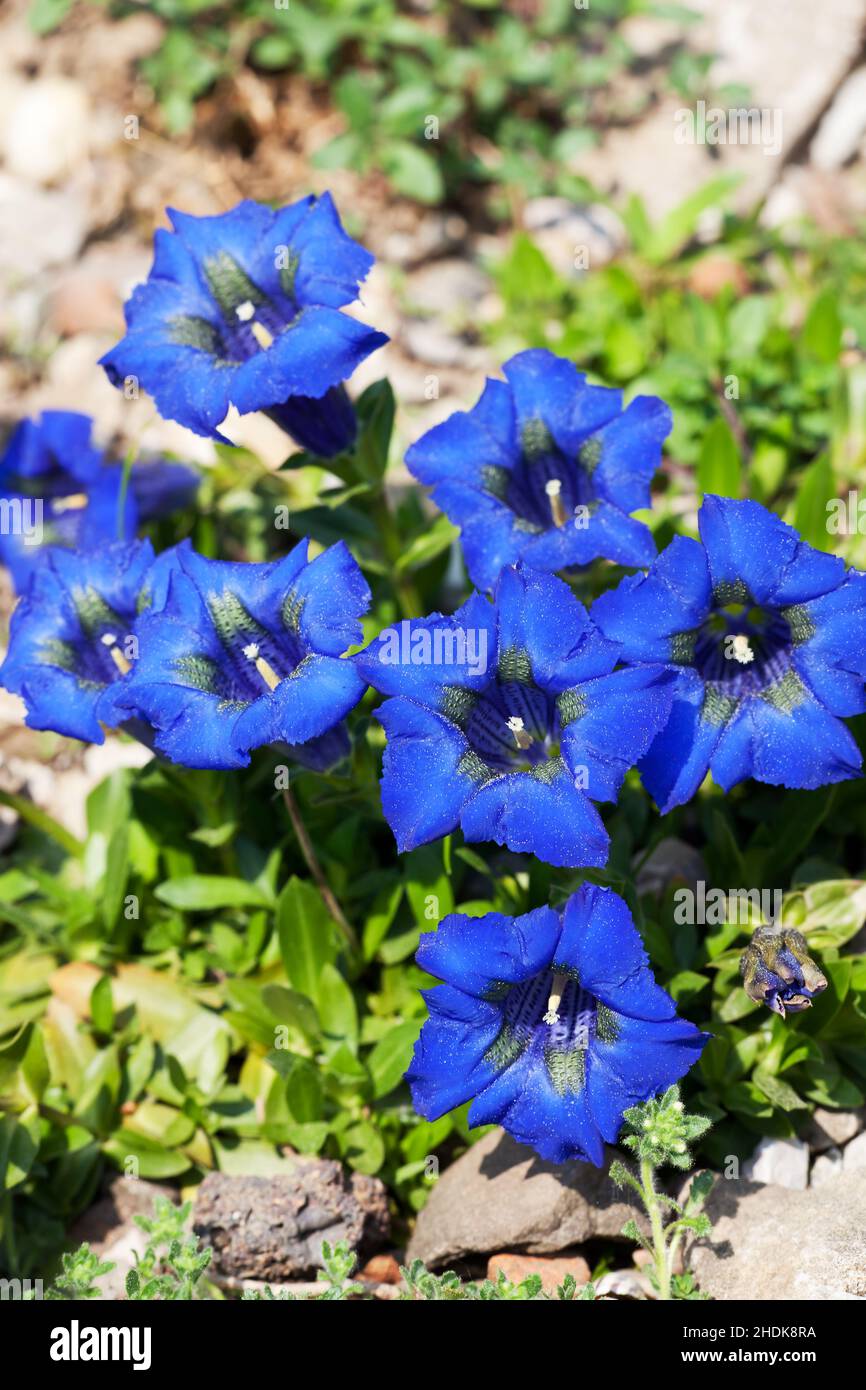 alpine flower, gentian, alpine flowers, gentians, gentiana verna ...
