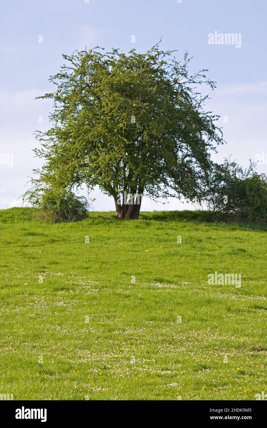 landscape, flower meadow, landscapes, rural, rural scene, scene ...