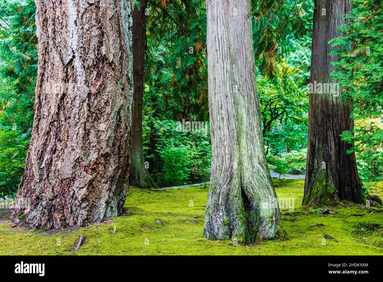 Large trees; Portland Japanese Gardens; Portland; Oregon; USA Stock ...