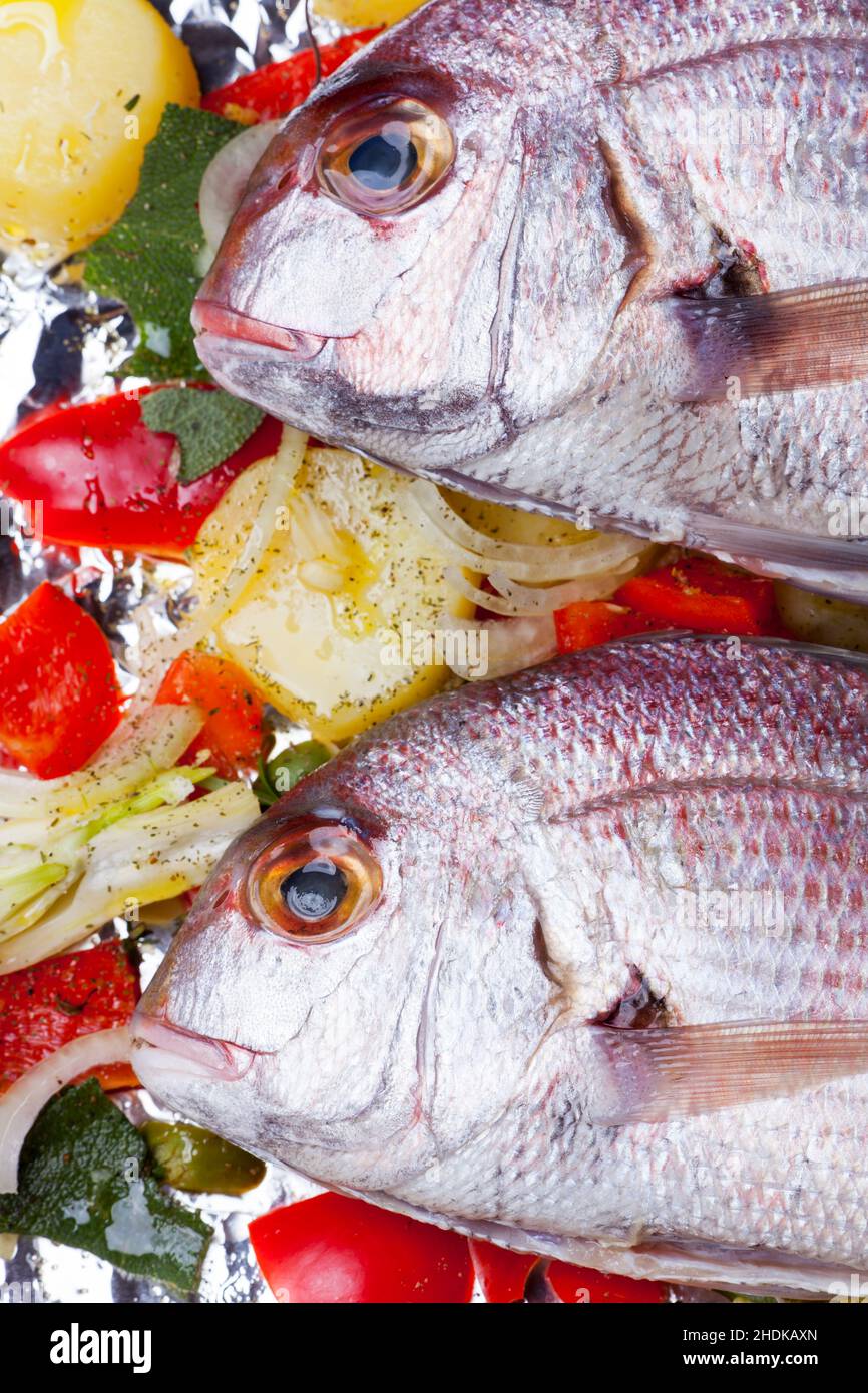 gilt head bream, gilt-head breams Stock Photo - Alamy