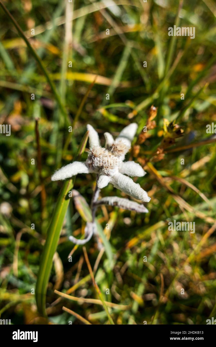 Edelweiss family hi-res stock photography and images - Alamy