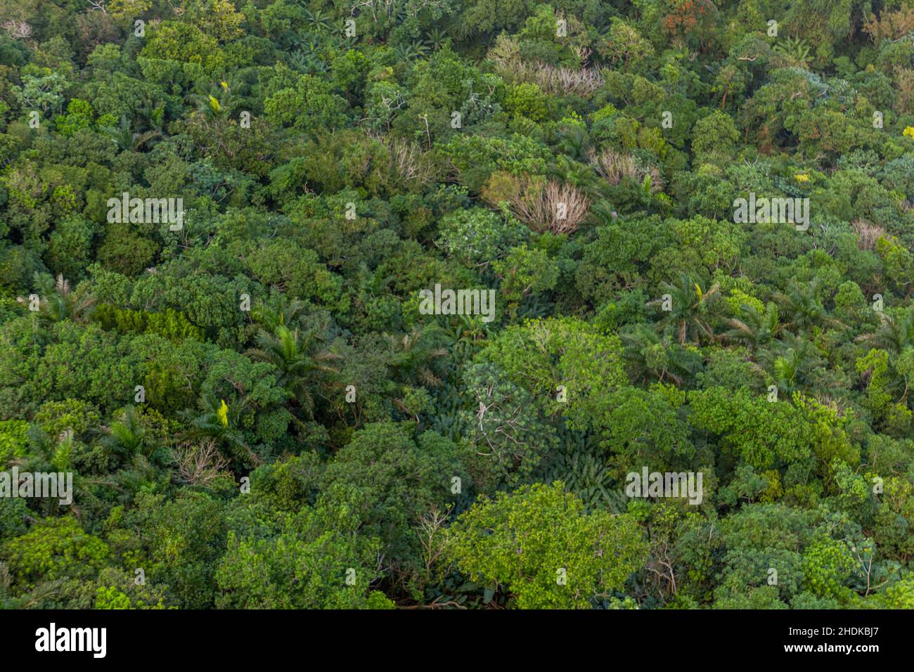 Forest of Isabel De Torres National Park near Puerto Plata, Dominican ...