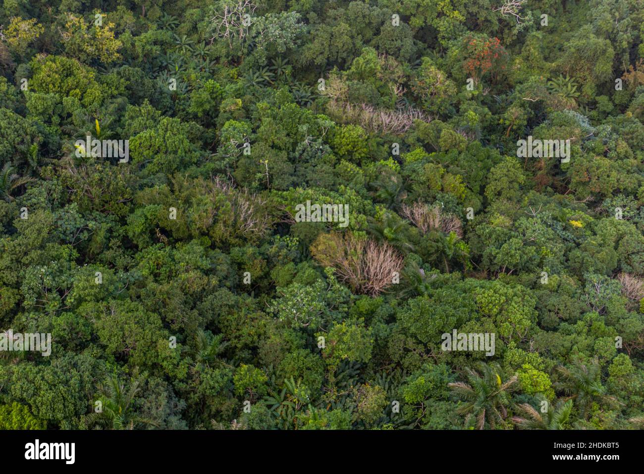 Forest of Isabel De Torres National Park near Puerto Plata, Dominican ...