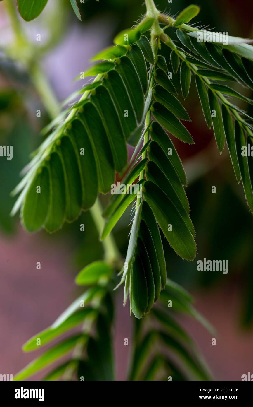 20 leaves hi-res stock photography and images - Alamy