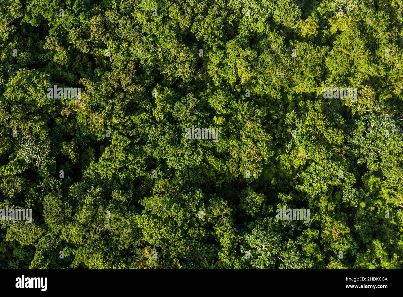 Aerial view of the forest of Isabel De Torres National Park near Puerto ...