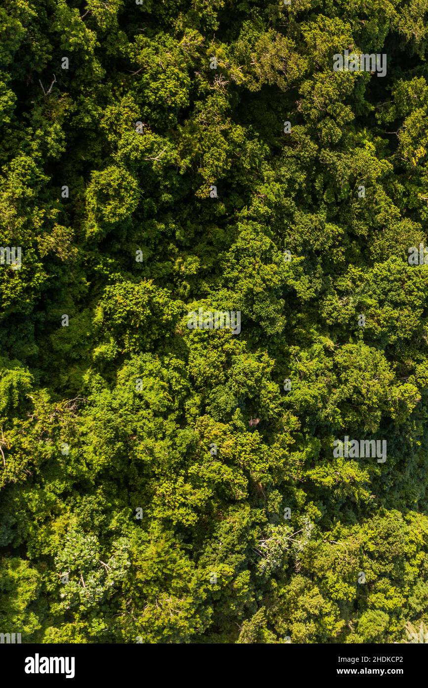 Aerial view of the forest of Isabel De Torres National Park near Puerto ...