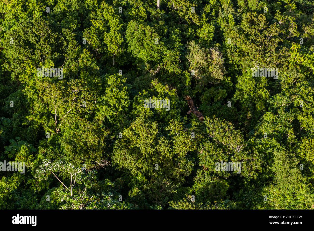 Aerial view of the forest of Isabel De Torres National Park near Puerto ...