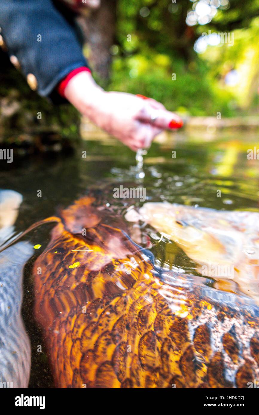 Karp koi hi-res stock photography and images - Alamy