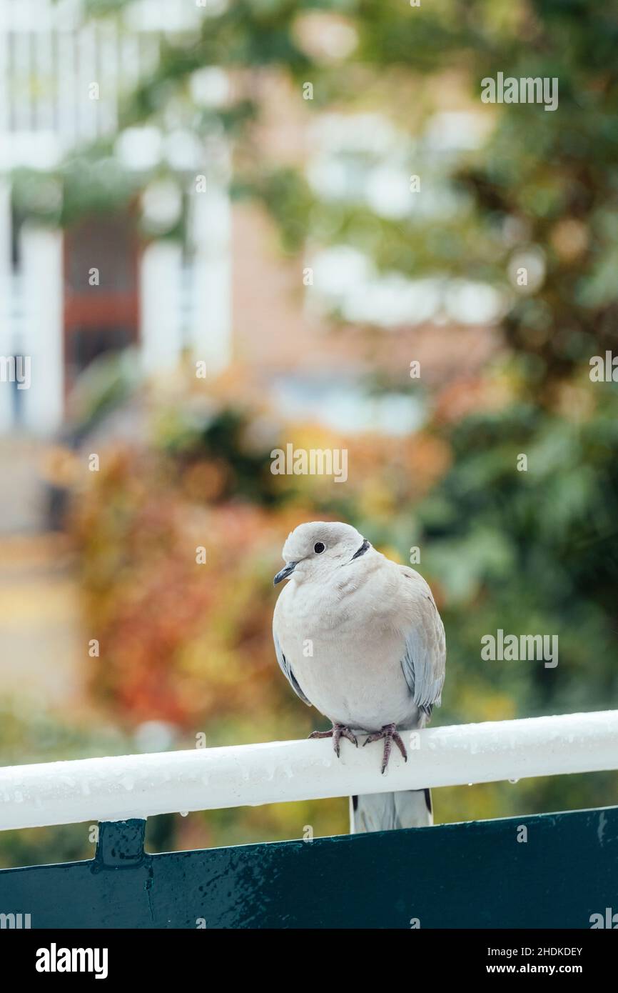 Beige Eurasian collared dove sitting on railings Stock Photo - Alamy