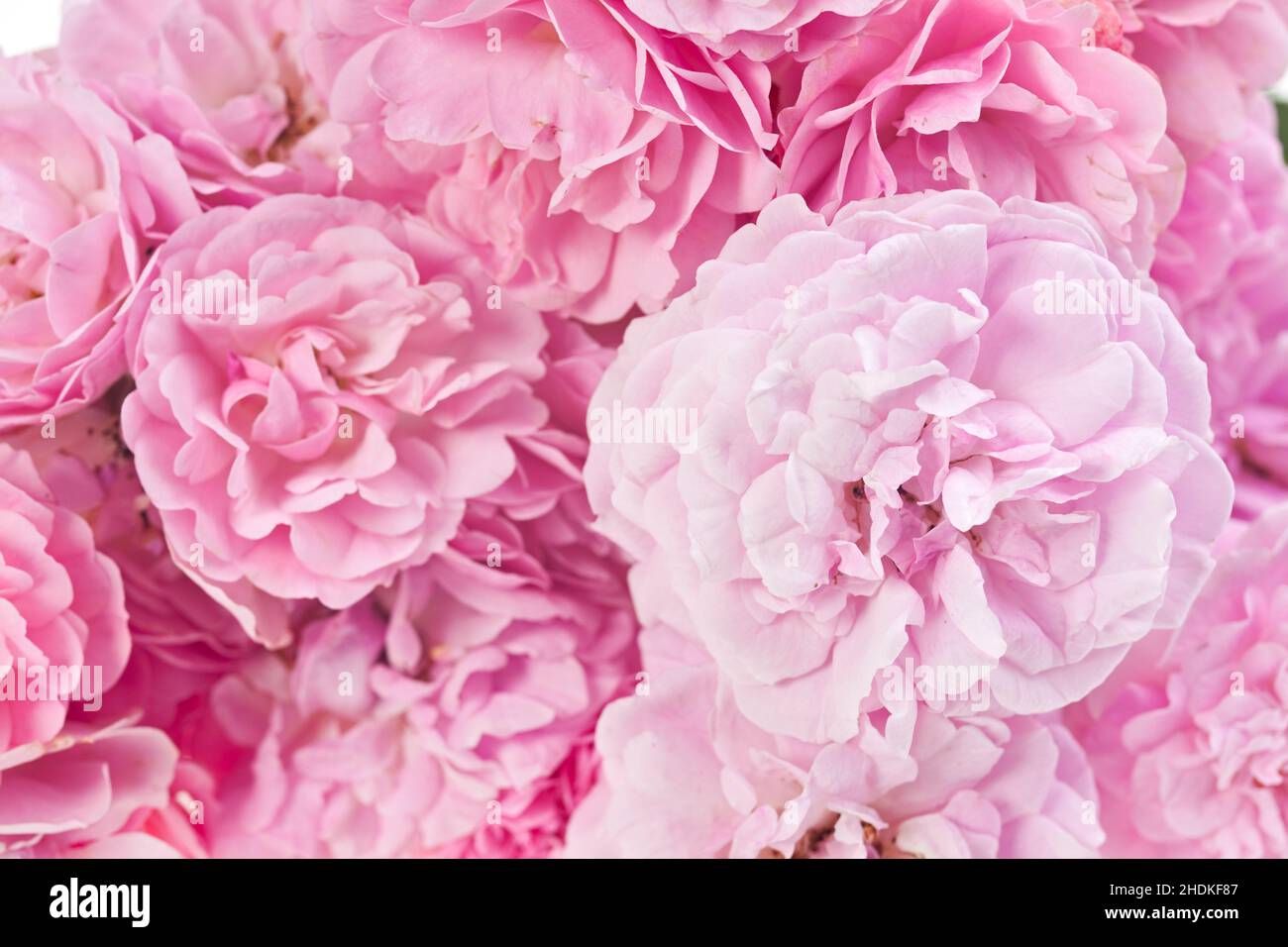 Full frame peonies hi-res stock photography and images - Alamy