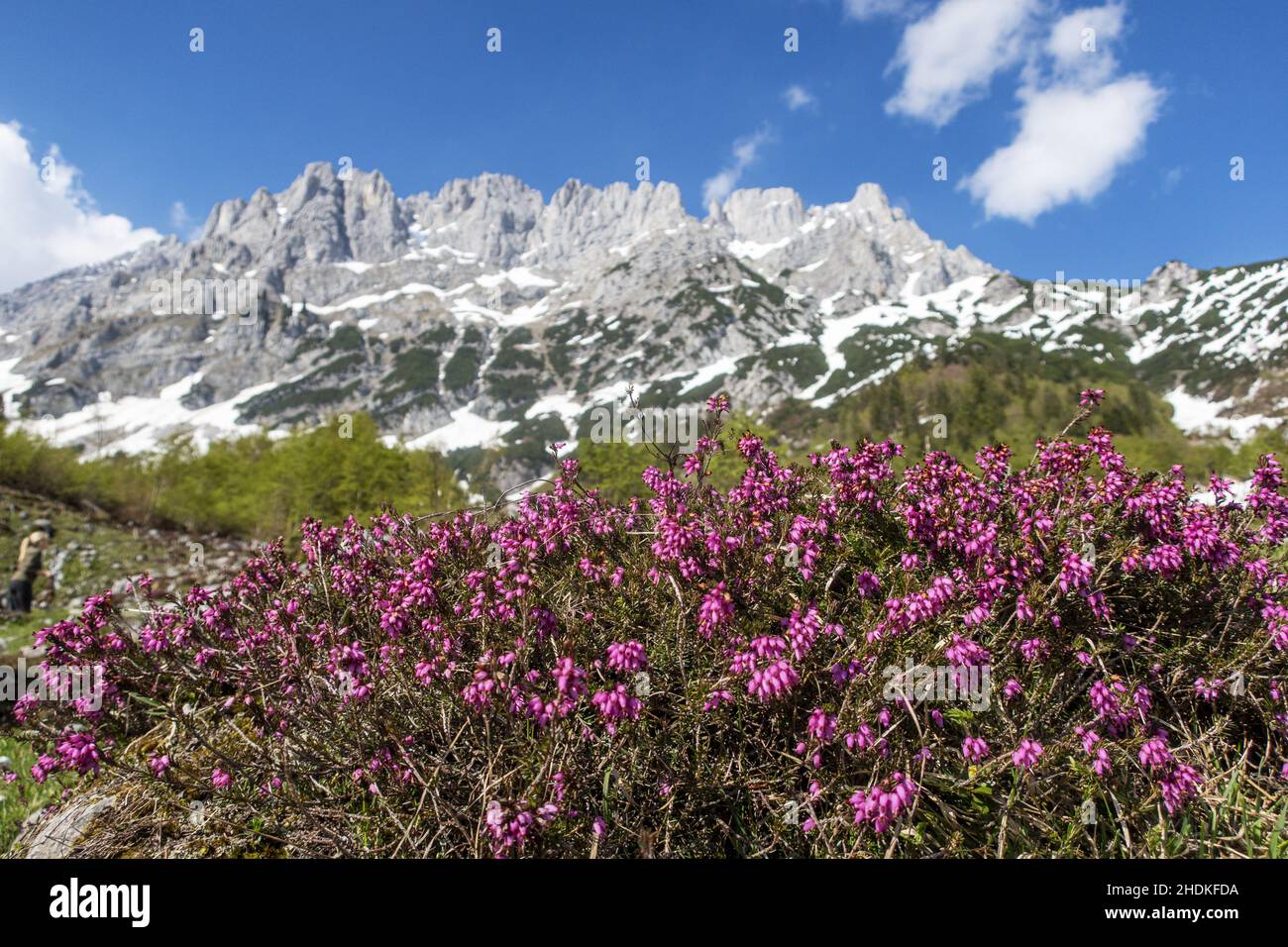 heather, wilder kaiser, erica, heathers, wilder kaisers Stock Photo - Alamy