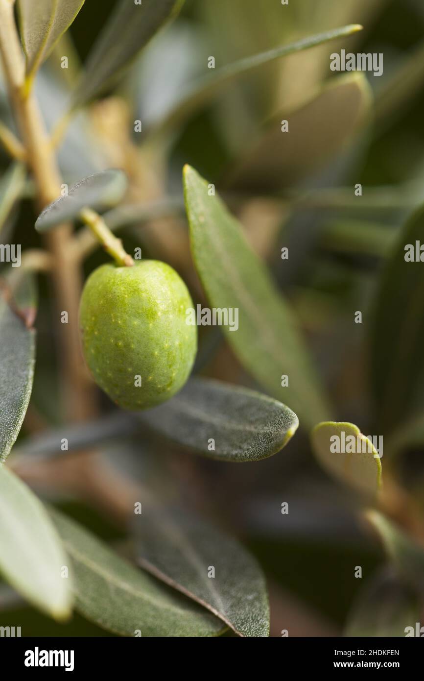 Unripe olive hi-res stock photography and images - Alamy