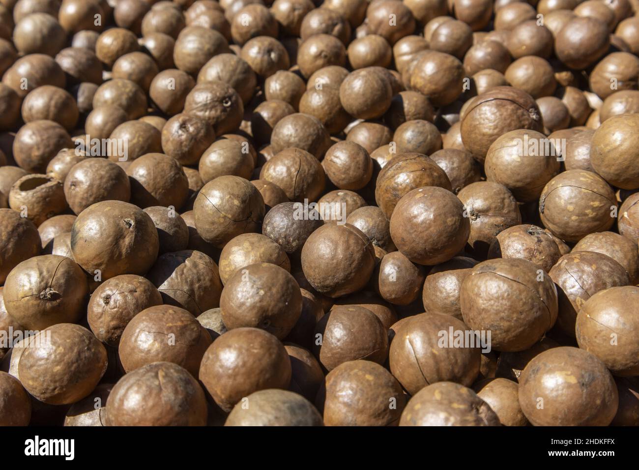 macadamia, macadamia nut, macadamias Stock Photo - Alamy