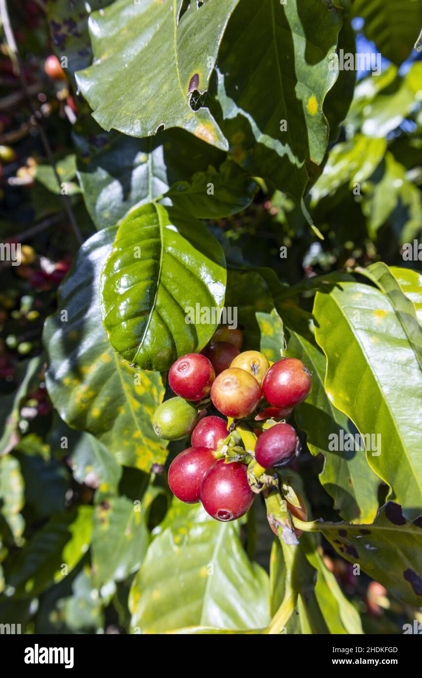 coffee, stone fruit, coffees, stone fruits Stock Photo - Alamy