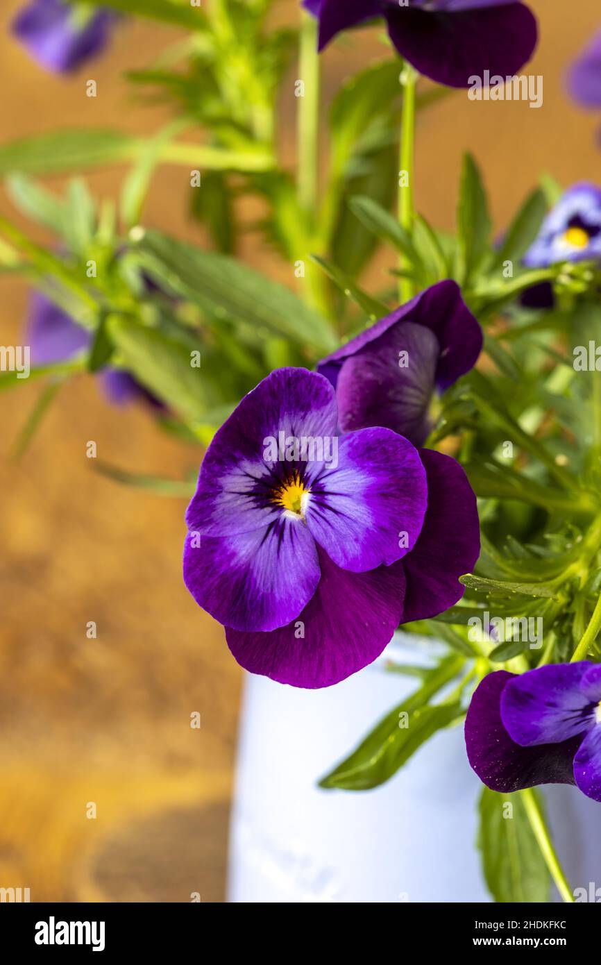 vase, pansy, vases, pansies Stock Photo - Alamy