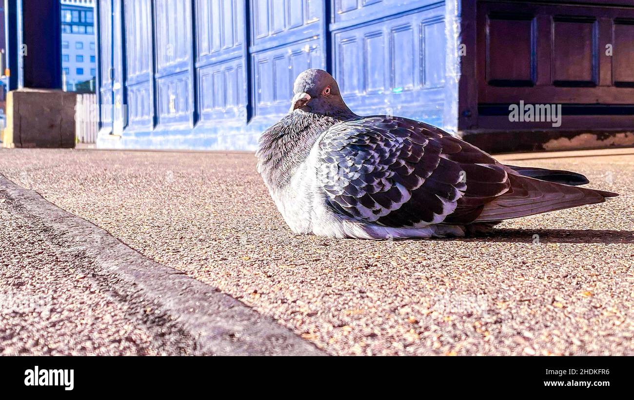 A plump Pigeon laying on an empty train station platform Stock Photo ...
