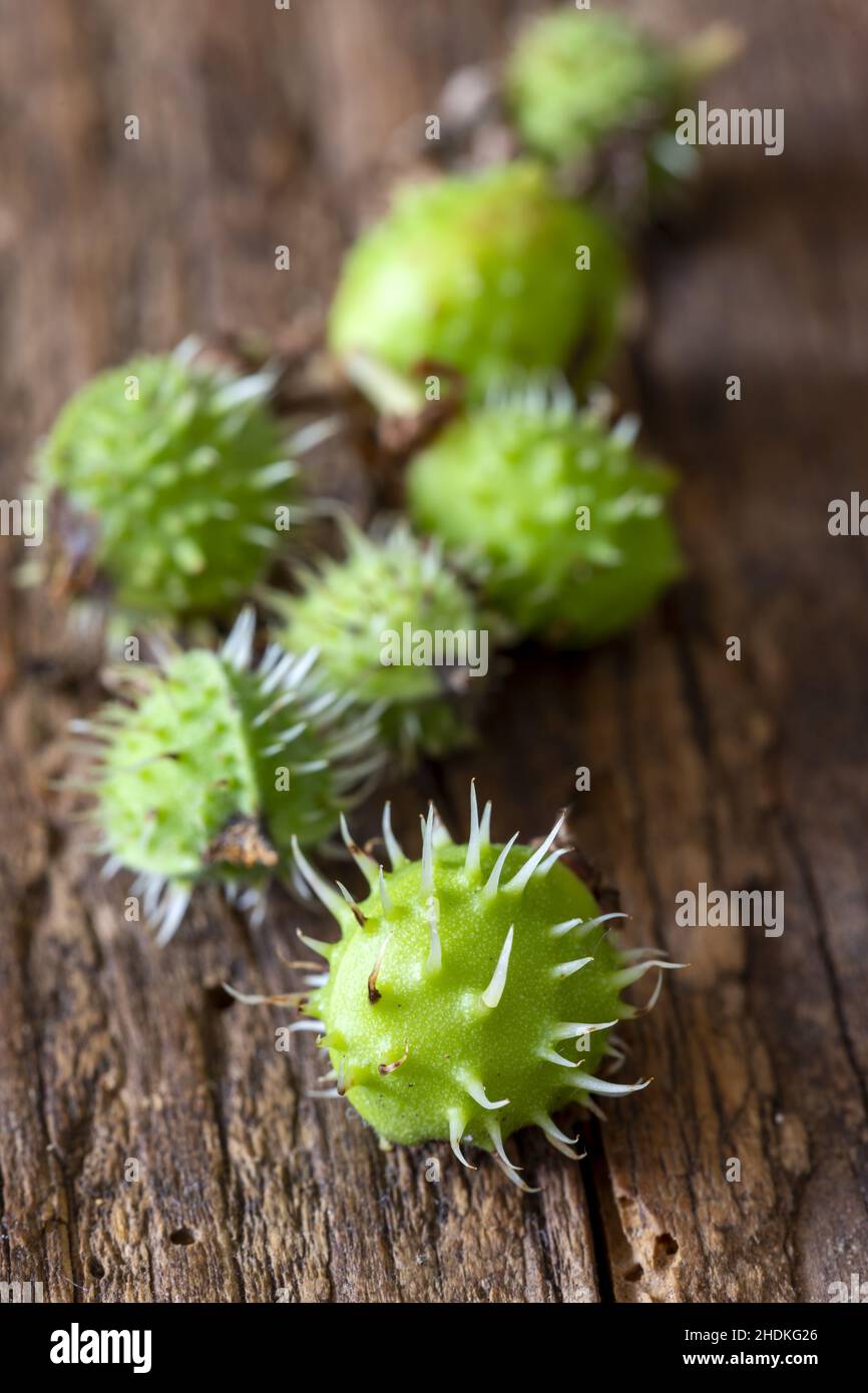 chestnut tree, chestnut shell, chestnut trees, chestnut shells Stock ...