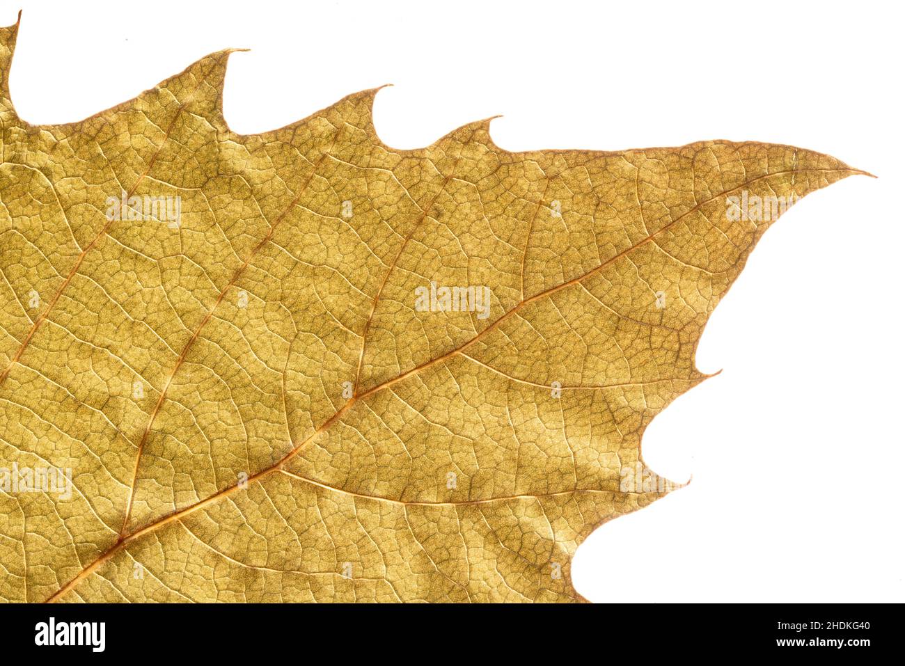 Detail leaf plane-tree with autumn colors, isolated at white background ...