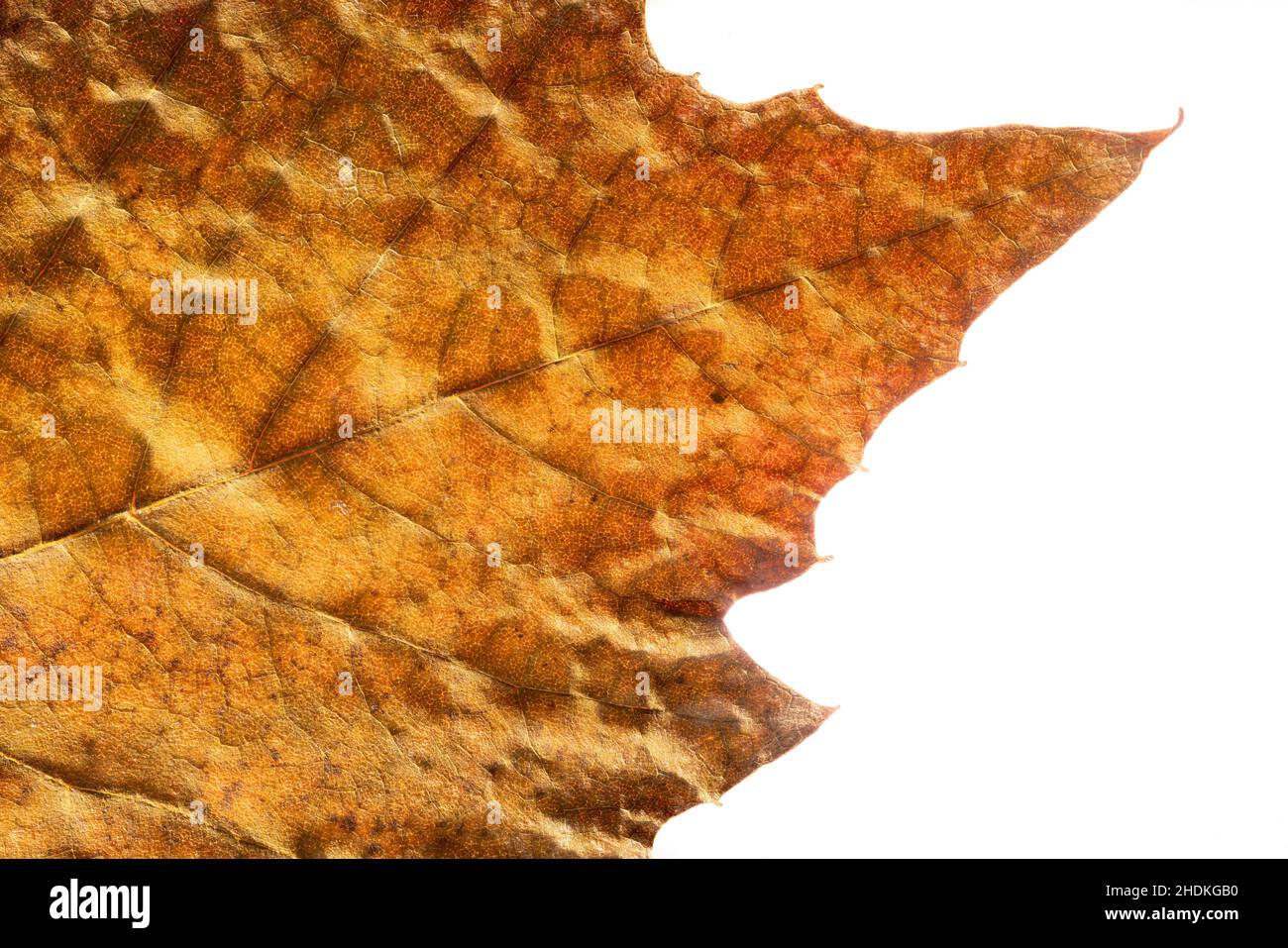 Detail leaf plane-tree with autumn colors, isolated at white background ...