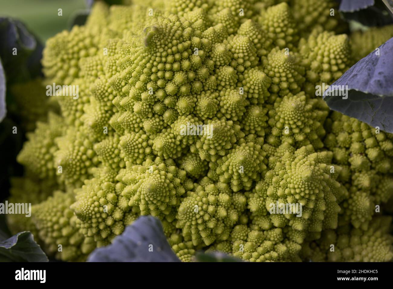 Romanescos hi-res stock photography and images - Alamy