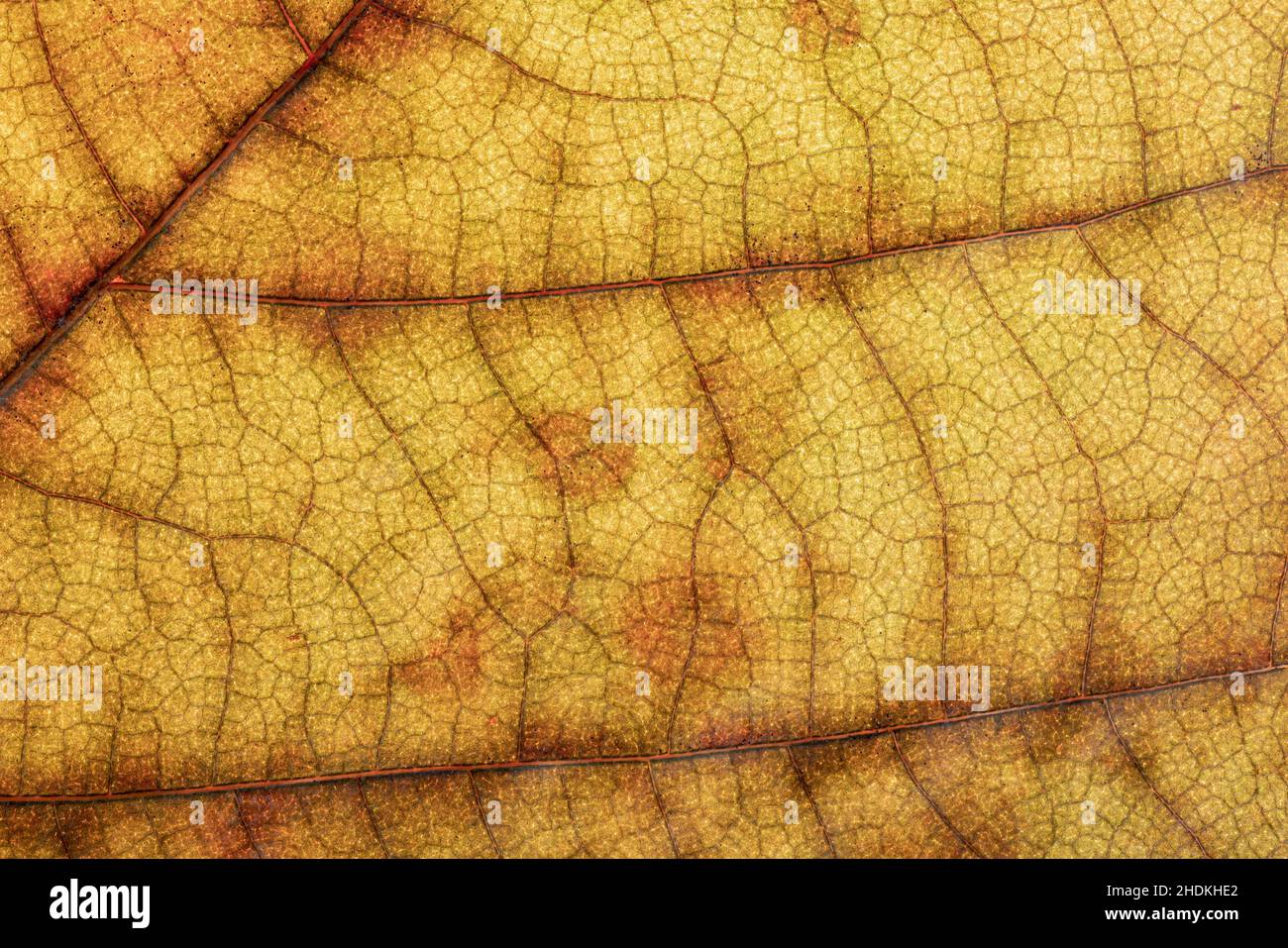 Detail leaf plane-tree with autumn colors, illuminated from bottom for ...