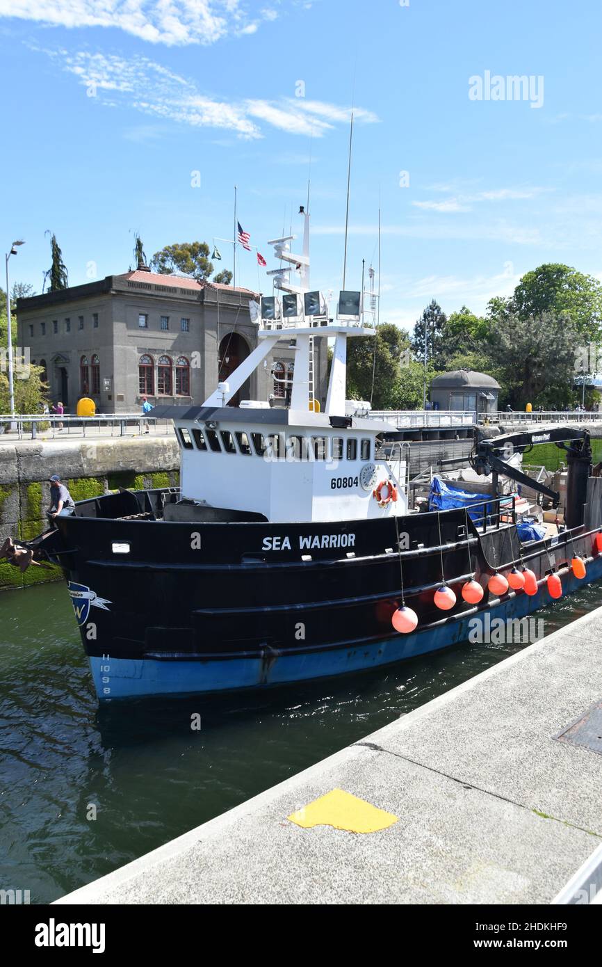 The very active Ballard Locks between Lake Union and Puget Sound in ...