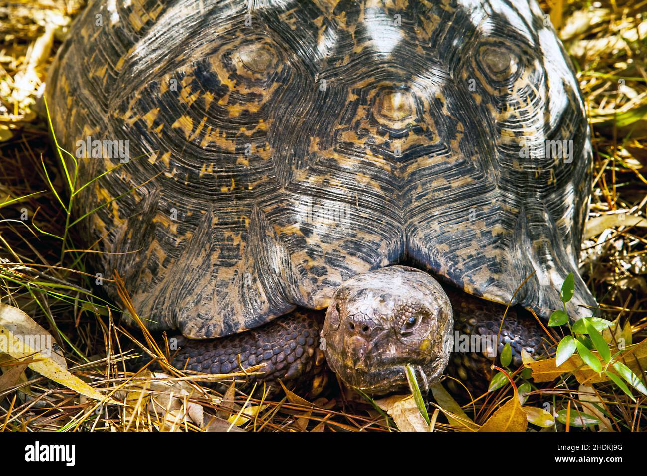 Tortoises of the horn of africa hi-res stock photography and images - Alamy