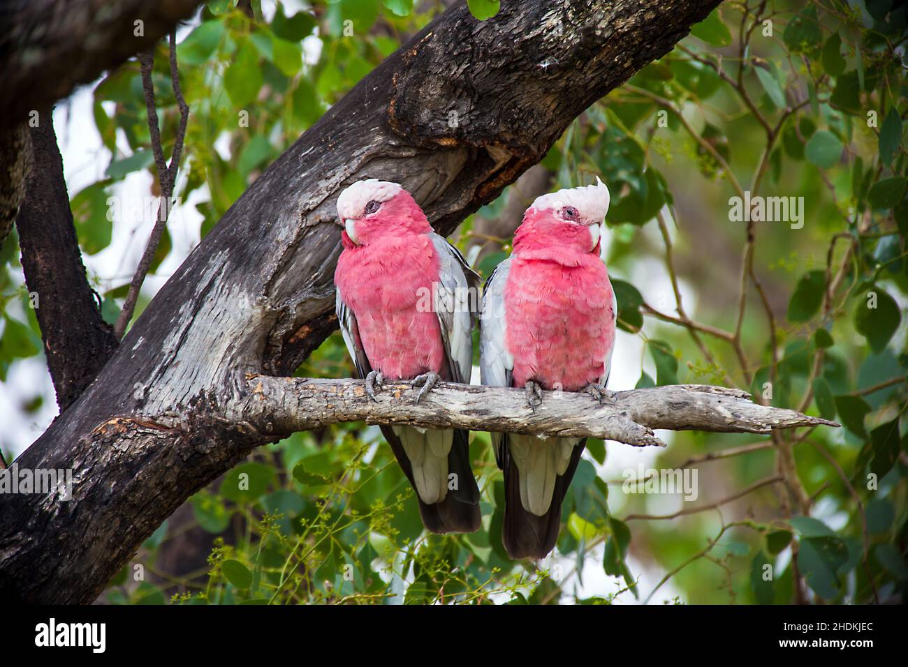 cockatoo, galah, cockatoos Stock Photo - Alamy