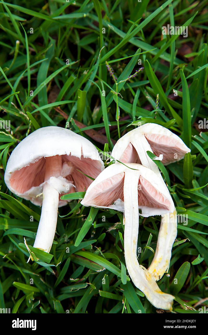 Yellow staining hi-res stock photography and images - Alamy