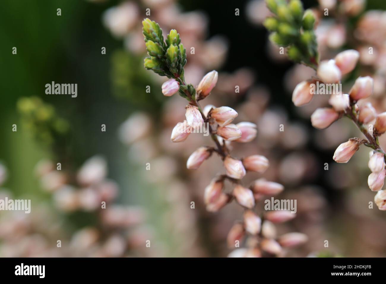 Light pink heather (calluna vulgaris, kanerva) flowers in a closeup ...